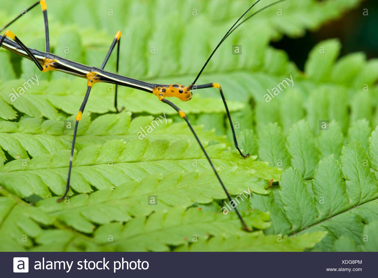Oreophoetes Peruana High Resolution Stock Photography and Images - Alamy