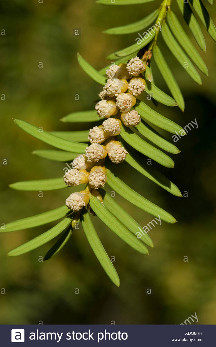 Flowers Of The Yew High Resolution Stock Photography and Images - Alamy