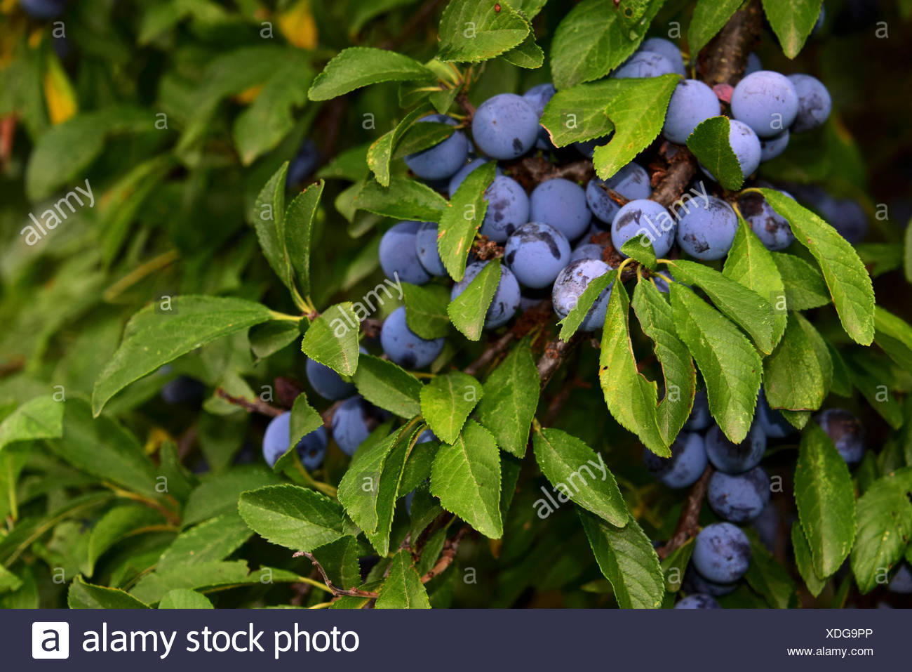 Sloe Berry Plant High Resolution Stock Photography and Images - Alamy