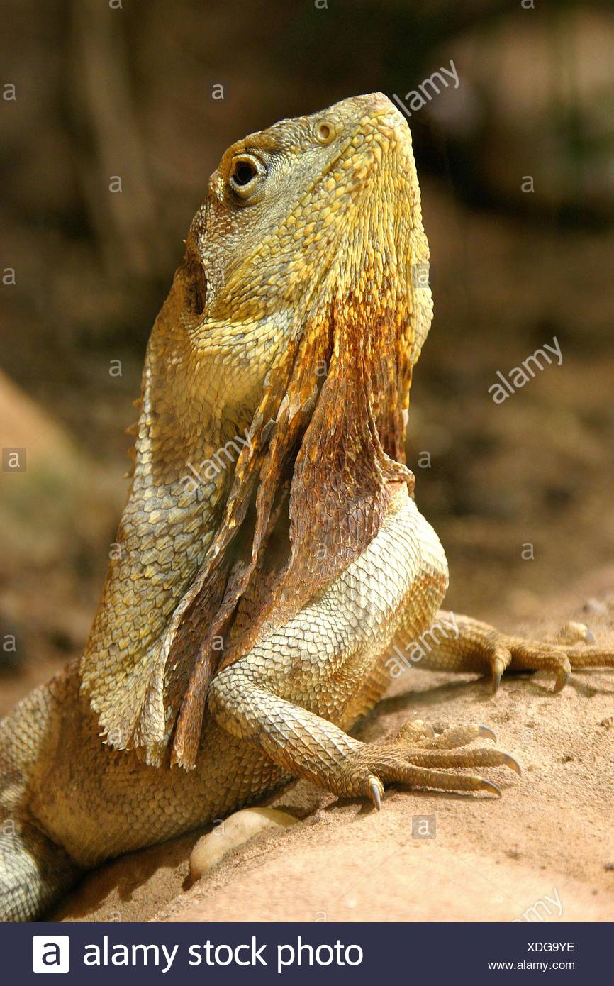 Terraria High Resolution Stock Photography and Images - Alamy