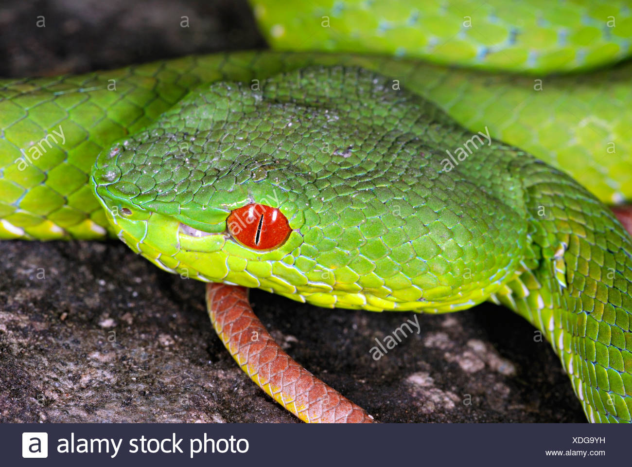 Wagler Pit Viper High Resolution Stock Photography and Images - Alamy