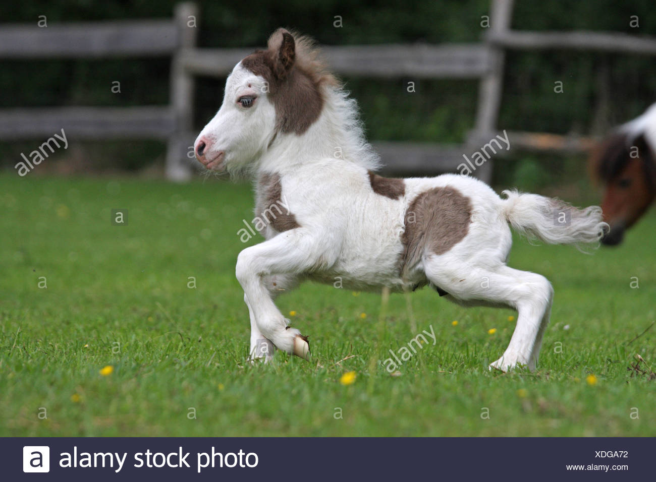 Miniature Horse Foal Stock Photos & Miniature Horse Foal Stock Images ...