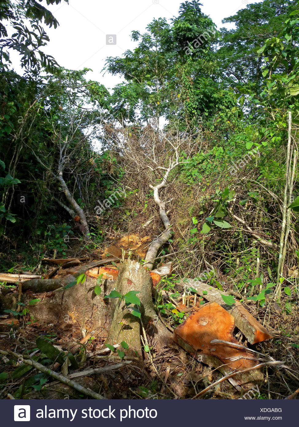 Deforesting Stock Photos & Deforesting Stock Images - Alamy