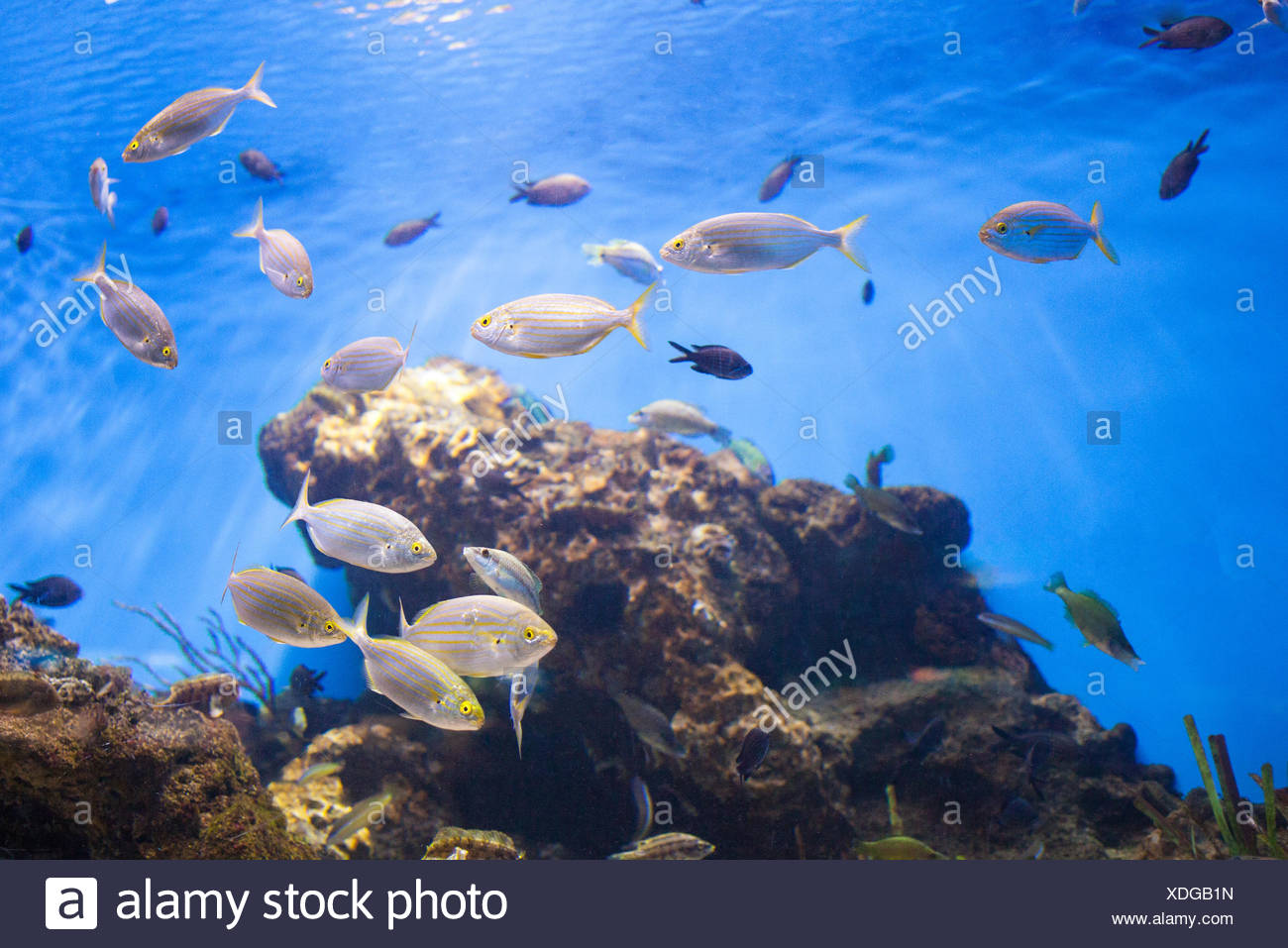 Bluefin Tuna Swimming High Resolution Stock Photography and Images - Alamy
