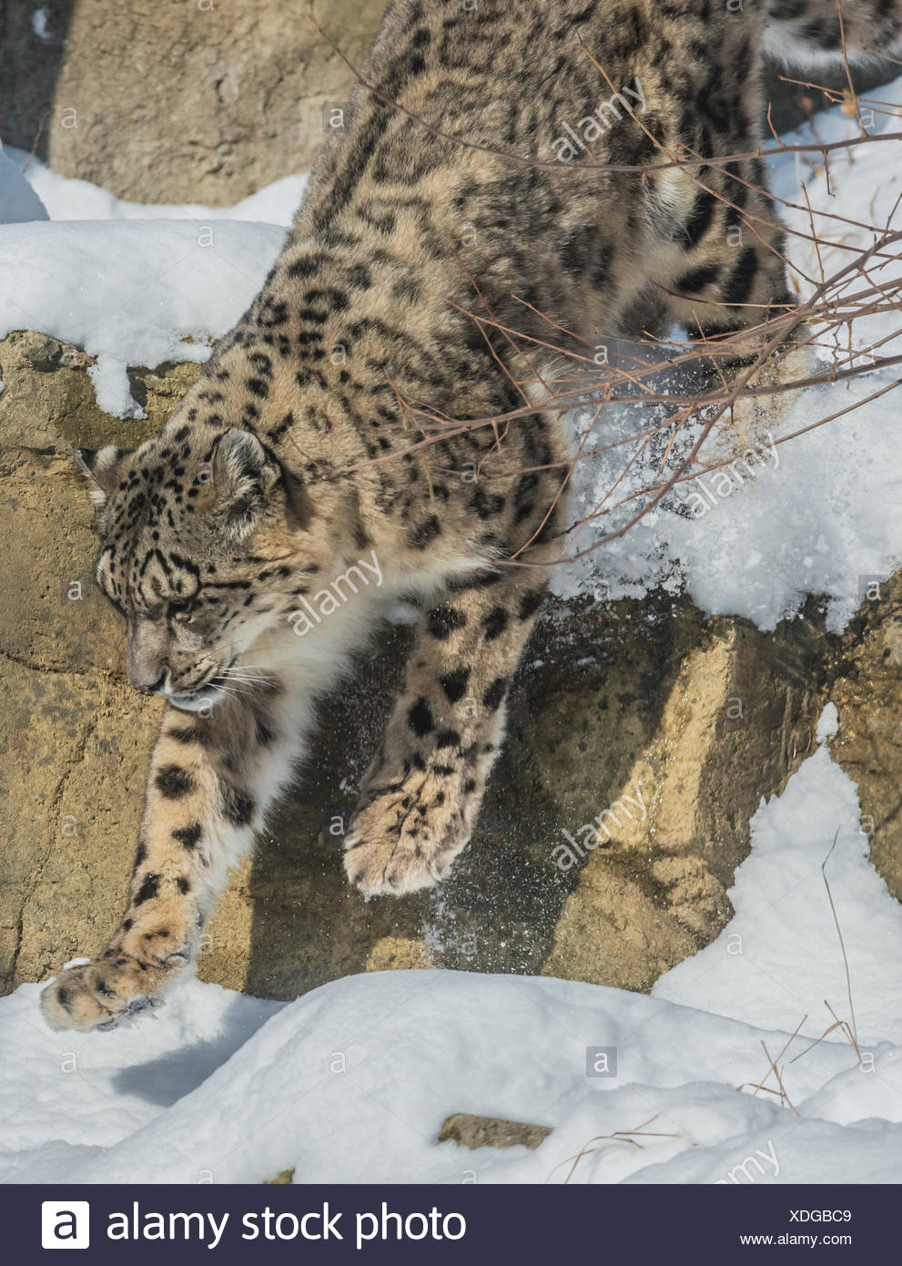Snow Leopard Jumping Stock Photos & Snow Leopard Jumping Stock Images ...