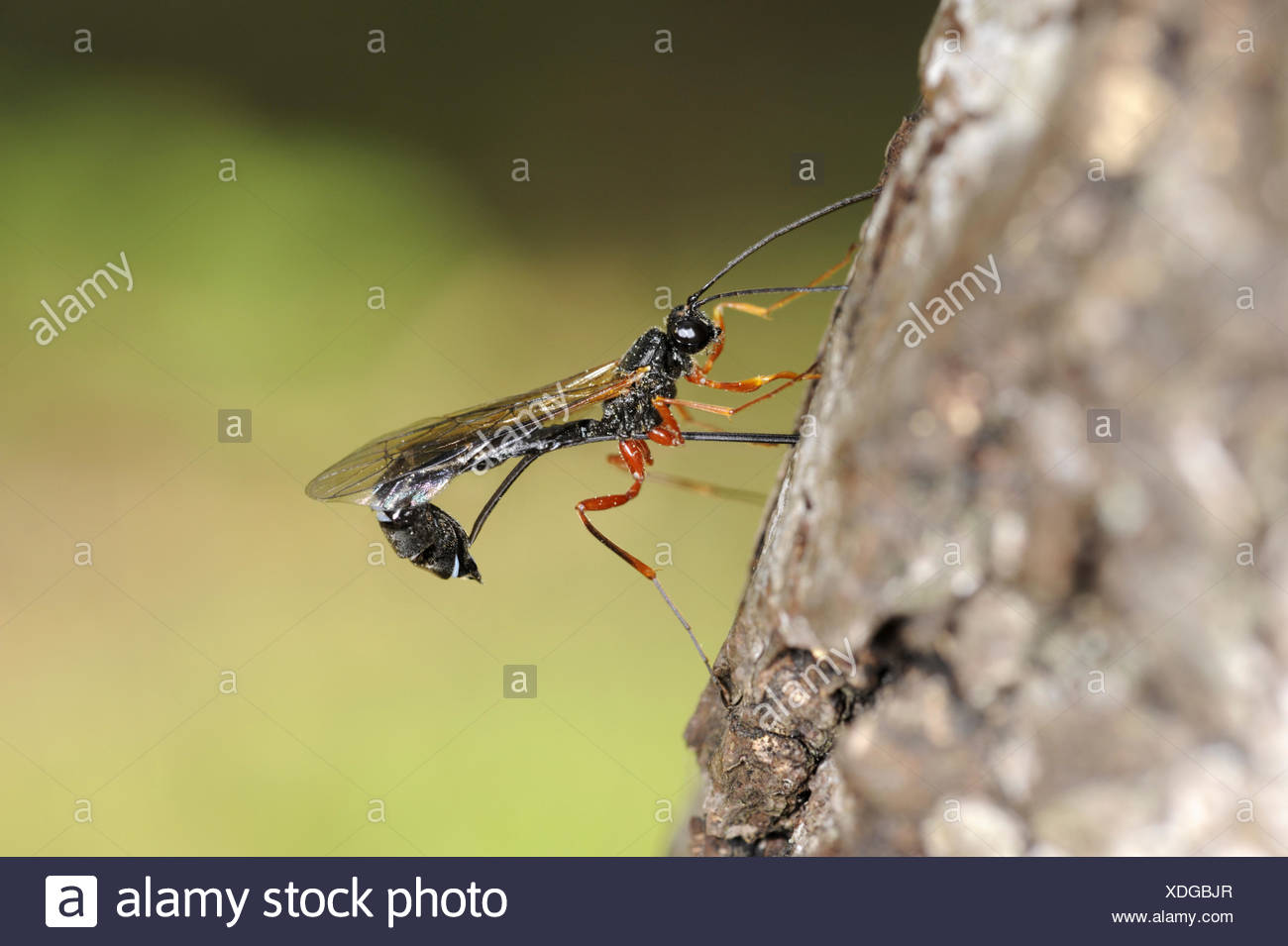 Female Wasps High Resolution Stock Photography and Images - Alamy