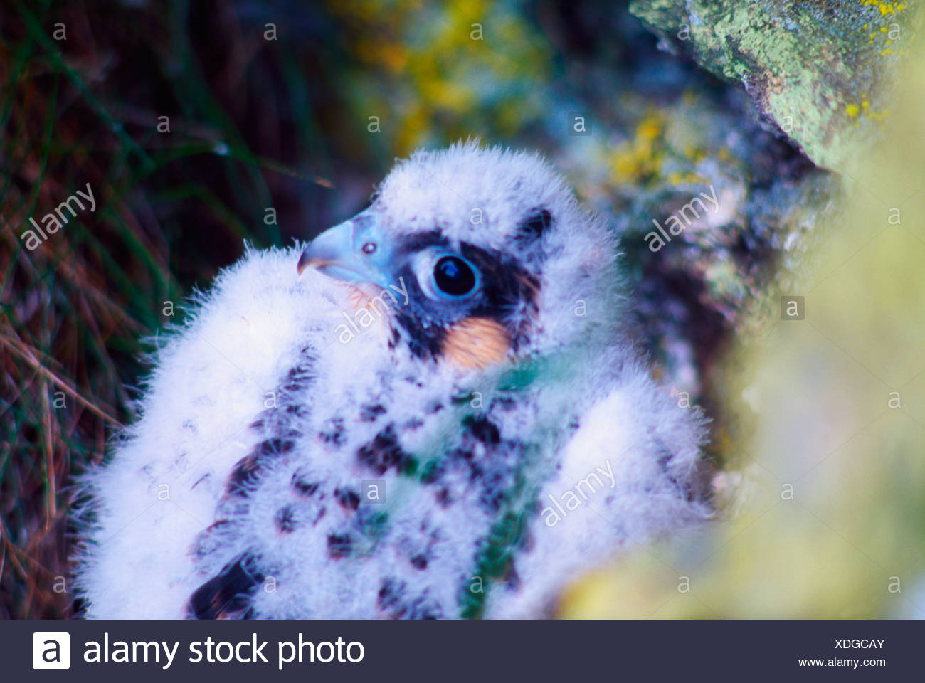 The Eaglet High Resolution Stock Photography and Images - Alamy