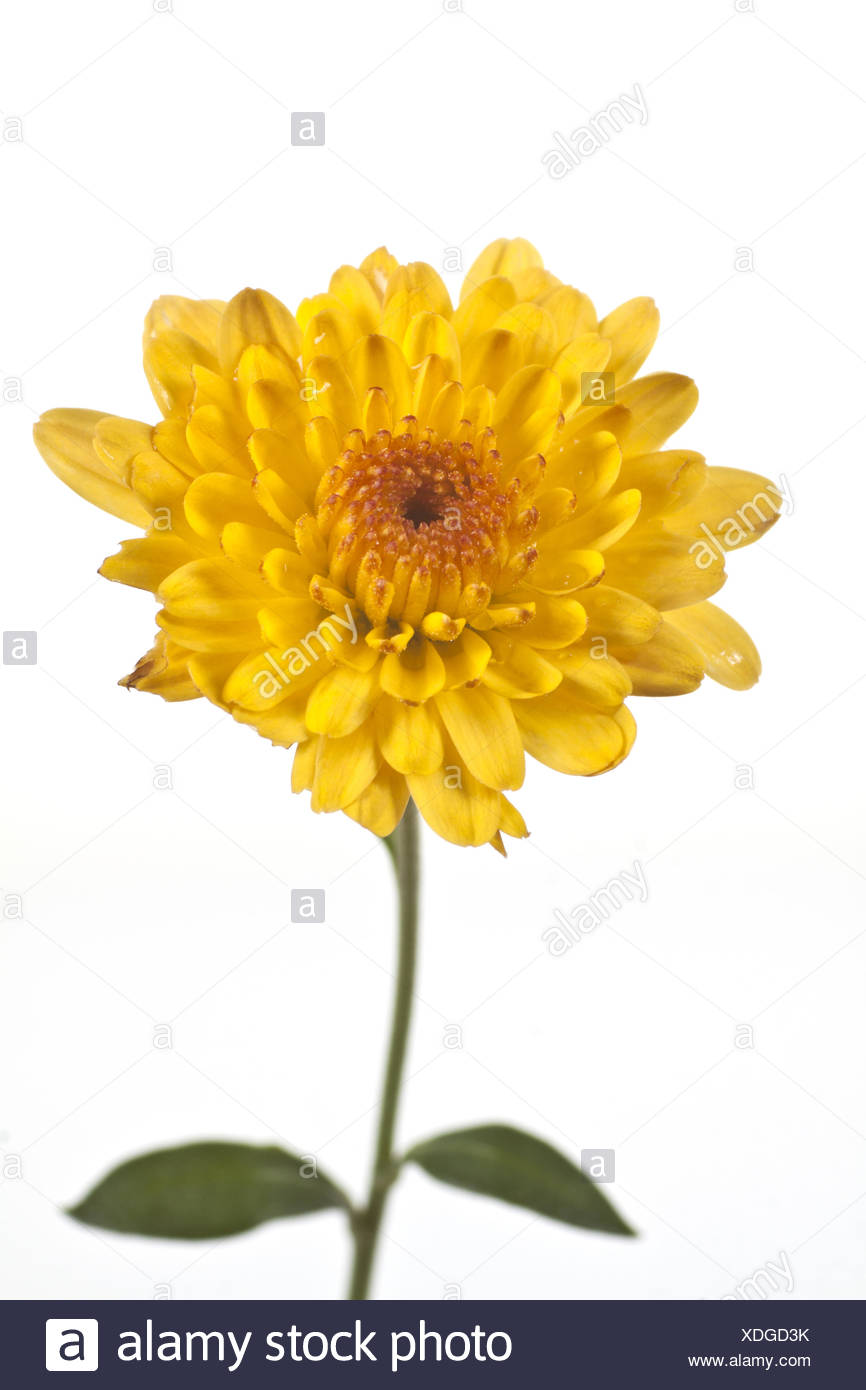 Chrysanthemums High Resolution Stock Photography and Images - Alamy