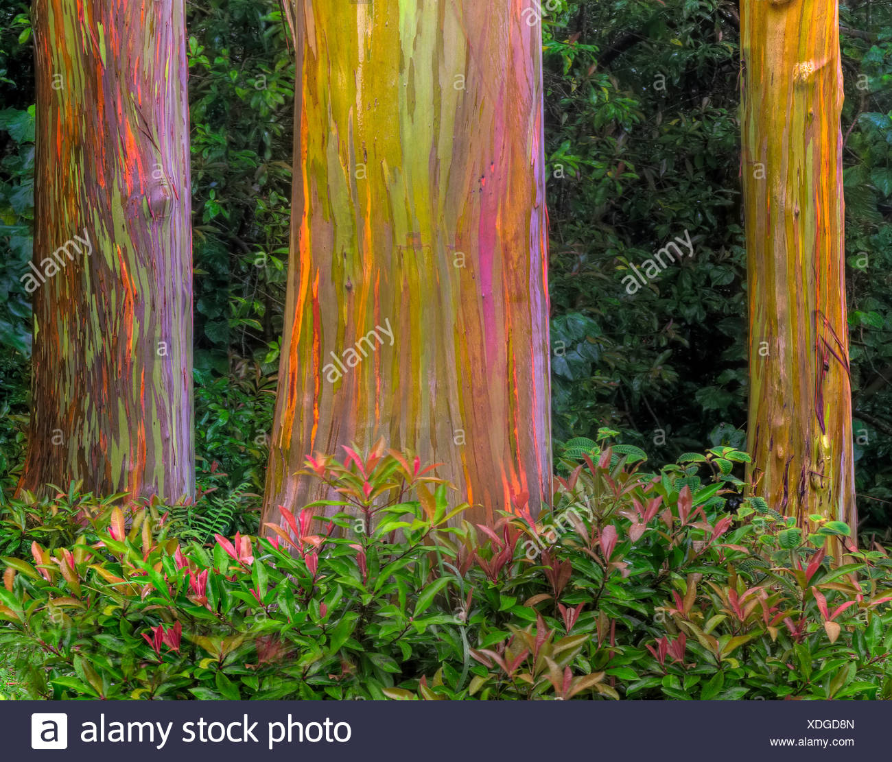 Hawaii Maui Forest Bark High Resolution Stock Photography and Images ...