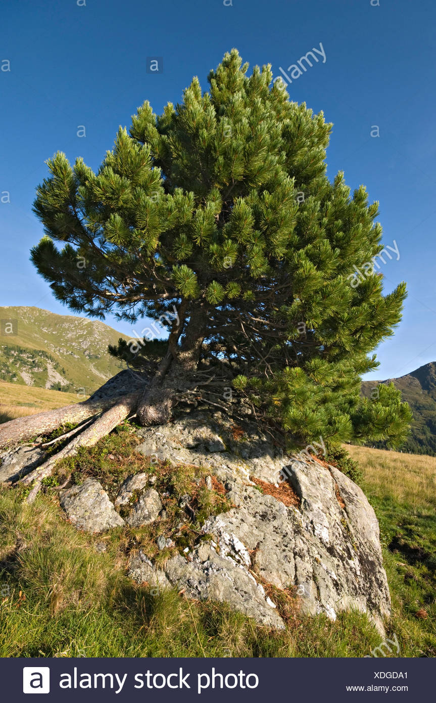 Swiss Pine Swiss Stone Pine High Resolution Stock Photography and ...