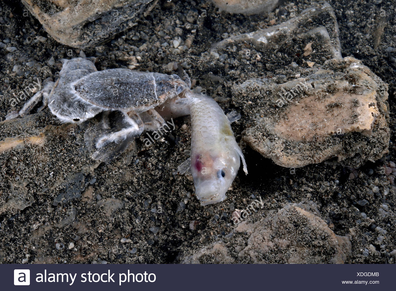 Bug Out Stock Photos & Bug Out Stock Images - Alamy