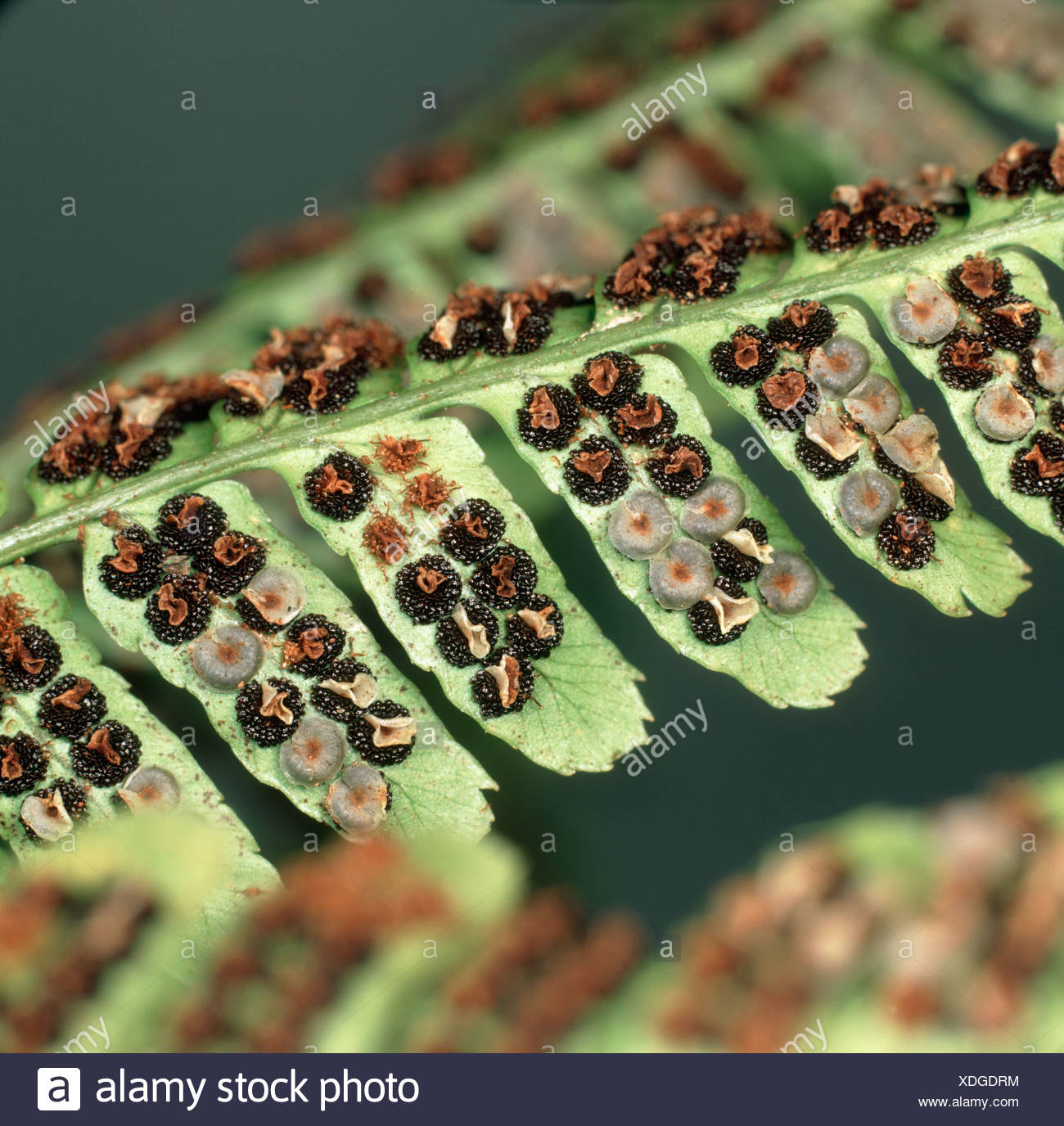 Spore Case High Resolution Stock Photography and Images - Alamy