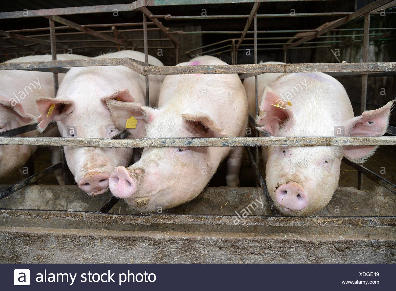 Fattening Pig Germany High Resolution Stock Photography and Images - Alamy