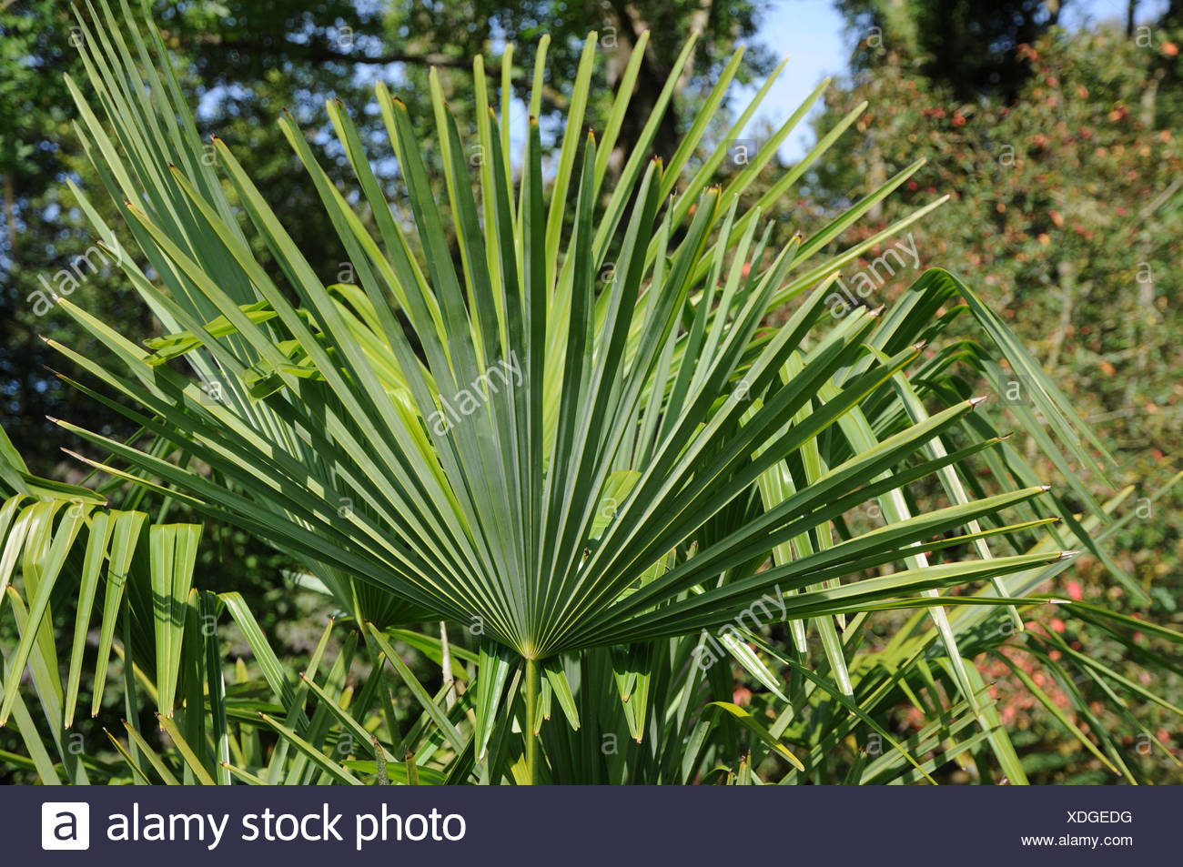 Dwarf Palm Trees High Resolution Stock Photography and Images - Alamy