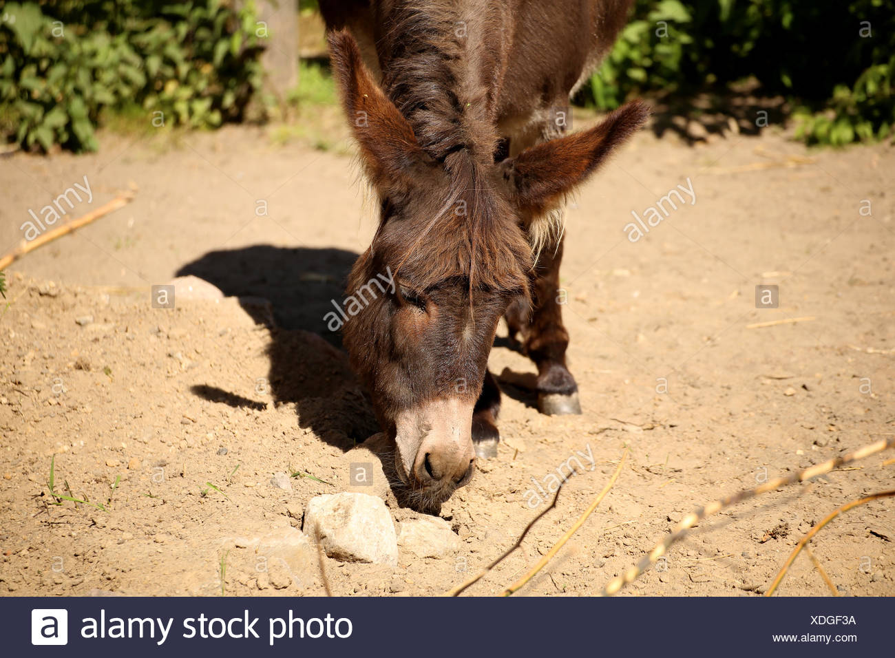 Stubborn Donkey High Resolution Stock Photography and Images - Alamy