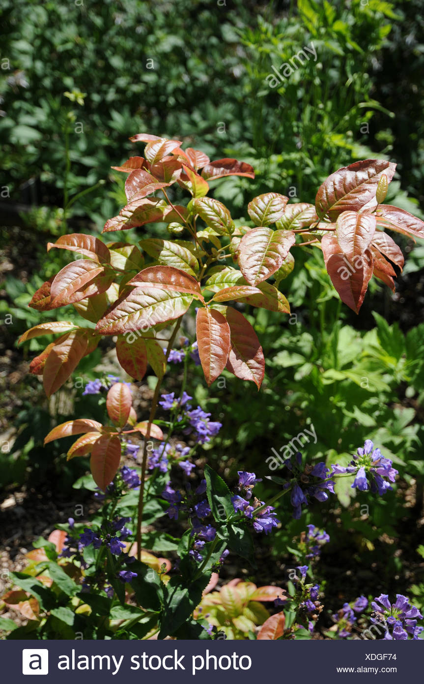 Sorrel Tree Stock Photos & Sorrel Tree Stock Images - Alamy