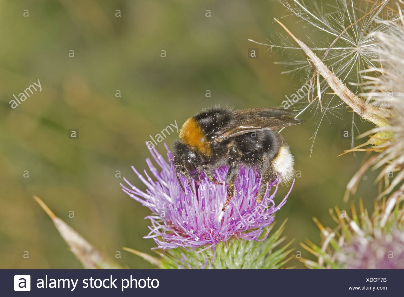 Cuckoo Bumble Bees High Resolution Stock Photography and Images - Alamy
