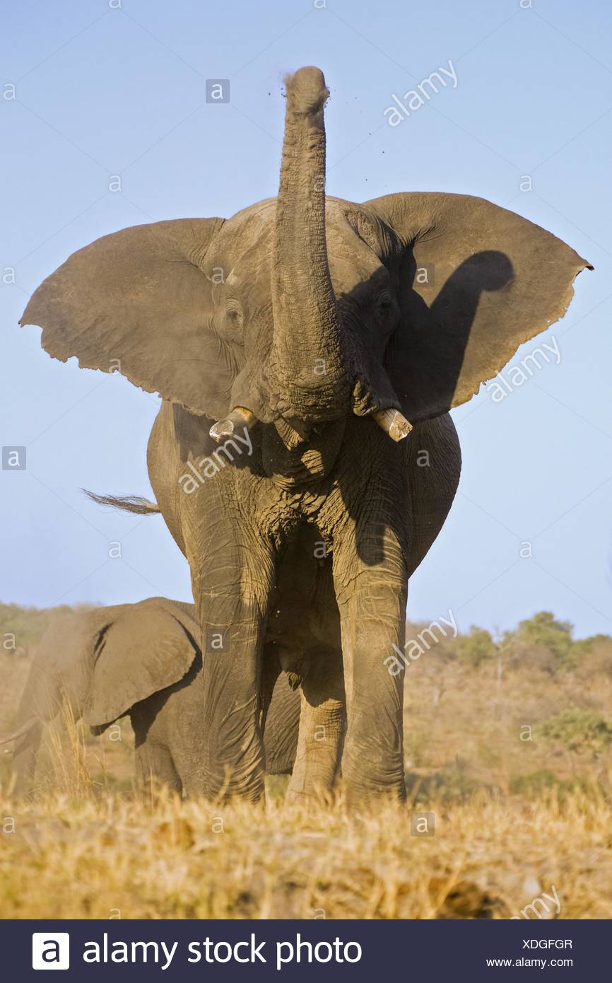Elephant Trumpeting Wild High Resolution Stock Photography and Images ...