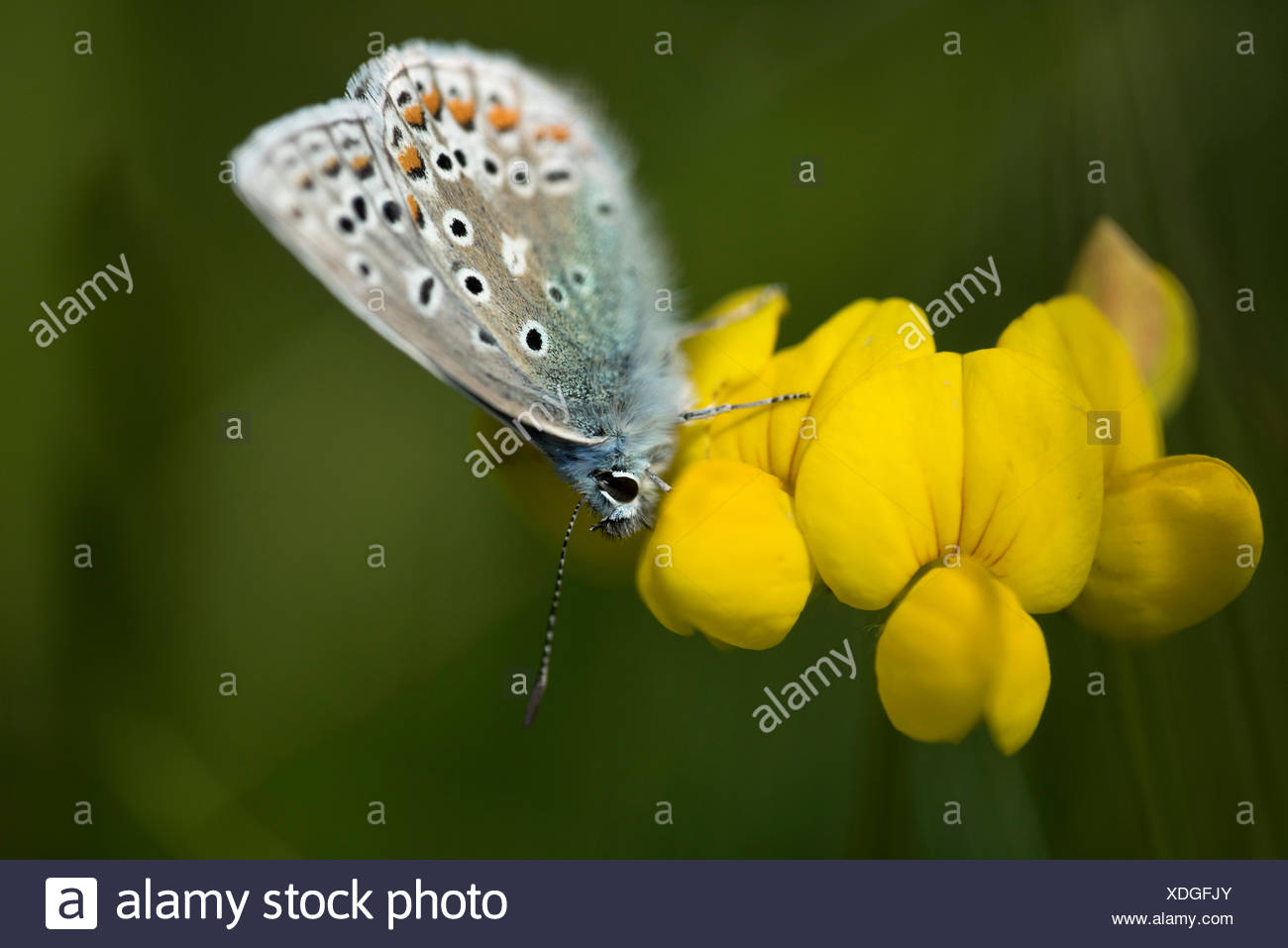 Adonis Blue Butterfly Uk Stock Photos & Adonis Blue Butterfly Uk Stock ...