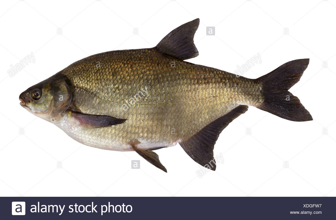 Common River Bream High Resolution Stock Photography and Images - Alamy