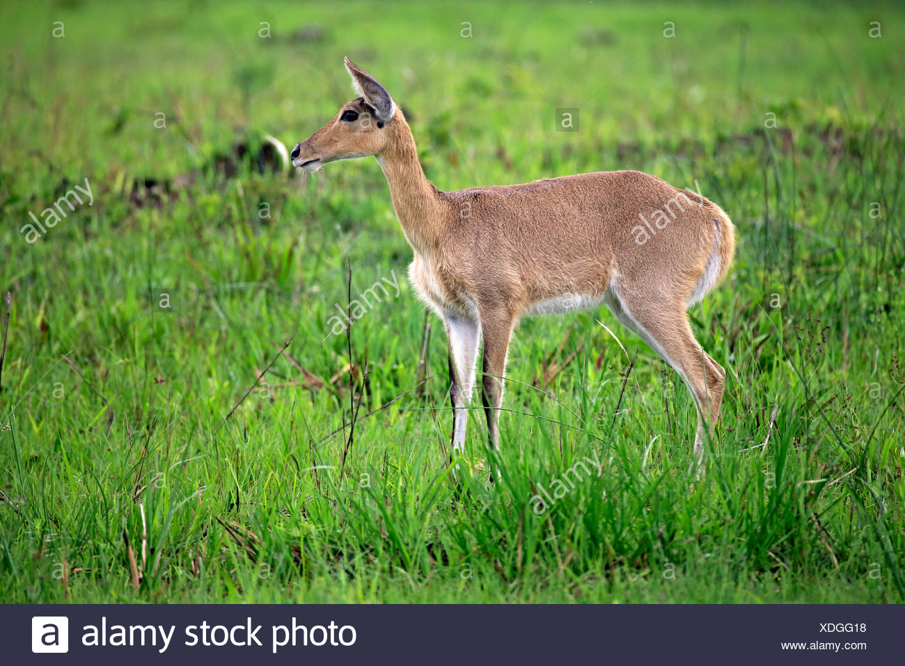 Reedbucks High Resolution Stock Photography and Images - Alamy