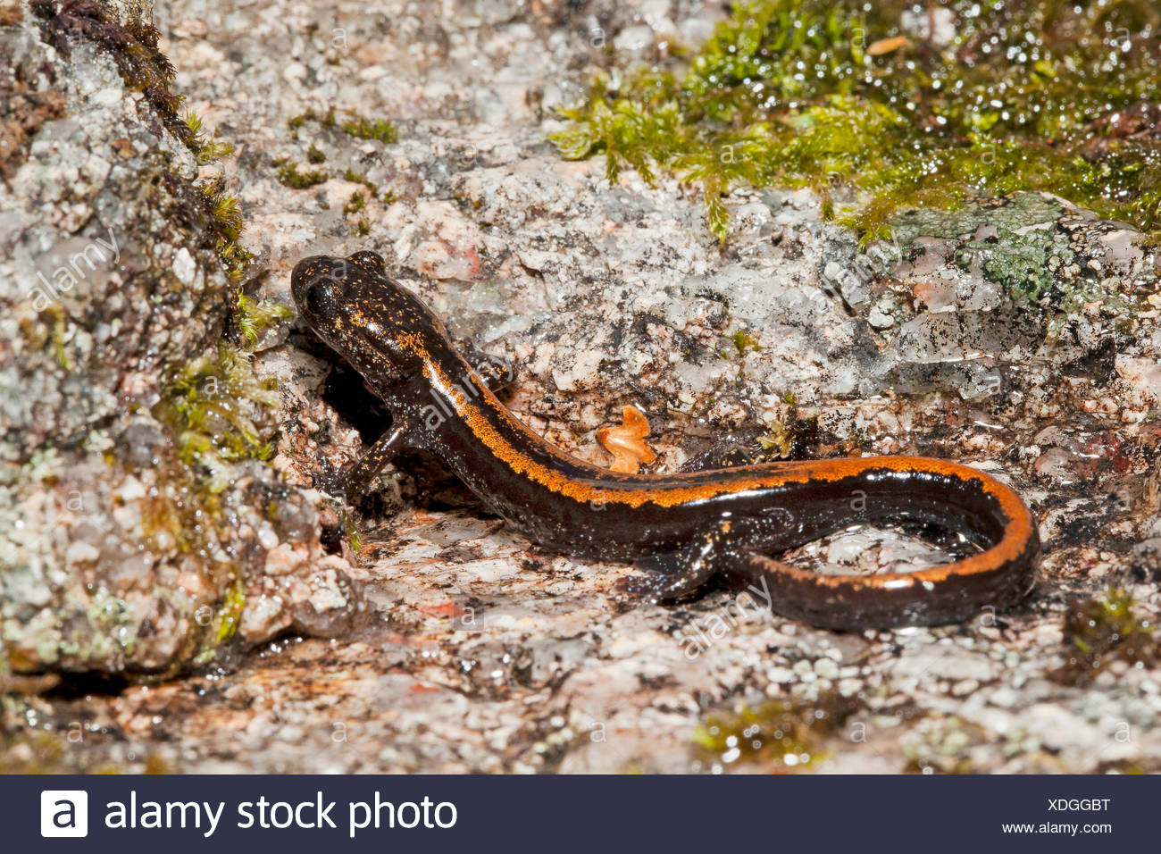 Golden Salamander High Resolution Stock Photography and Images - Alamy