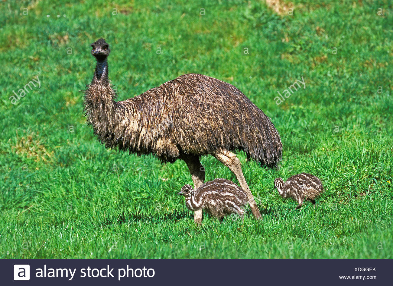 Emu Chick Stock Photos & Emu Chick Stock Images - Alamy