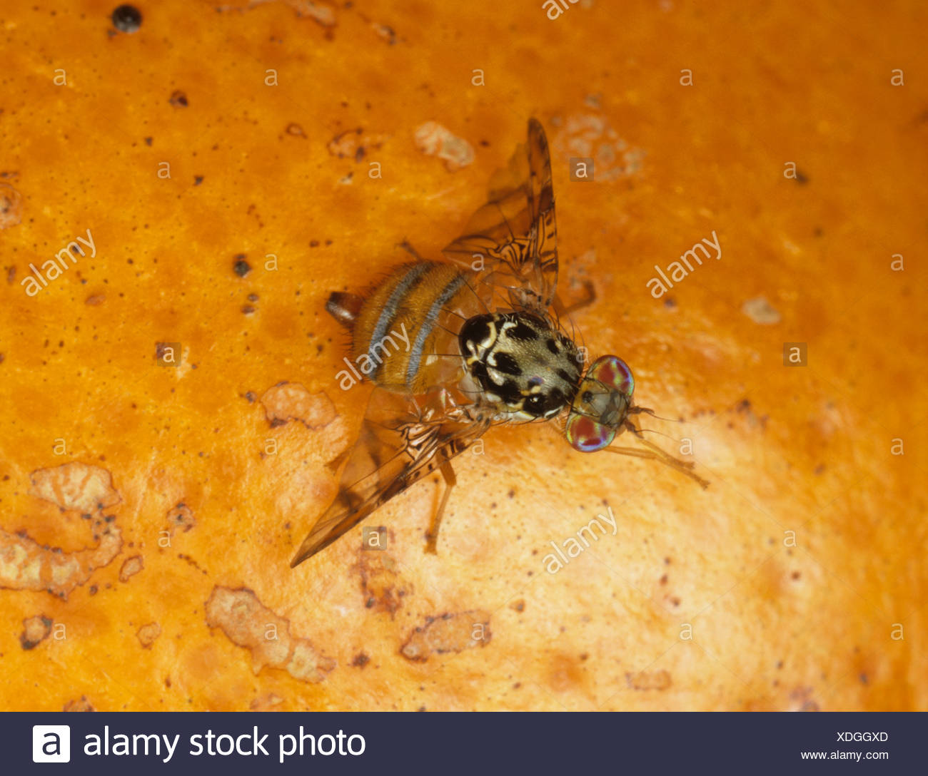 Ceratitis Capitata High Resolution Stock Photography and Images - Alamy