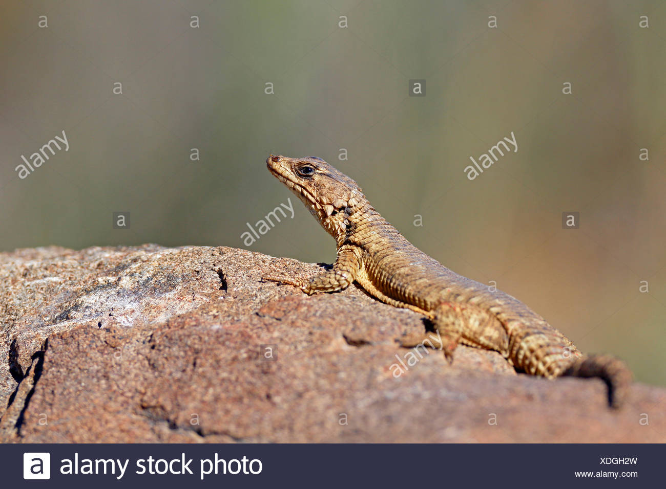 Giant Lizards Giant High Resolution Stock Photography and Images - Alamy