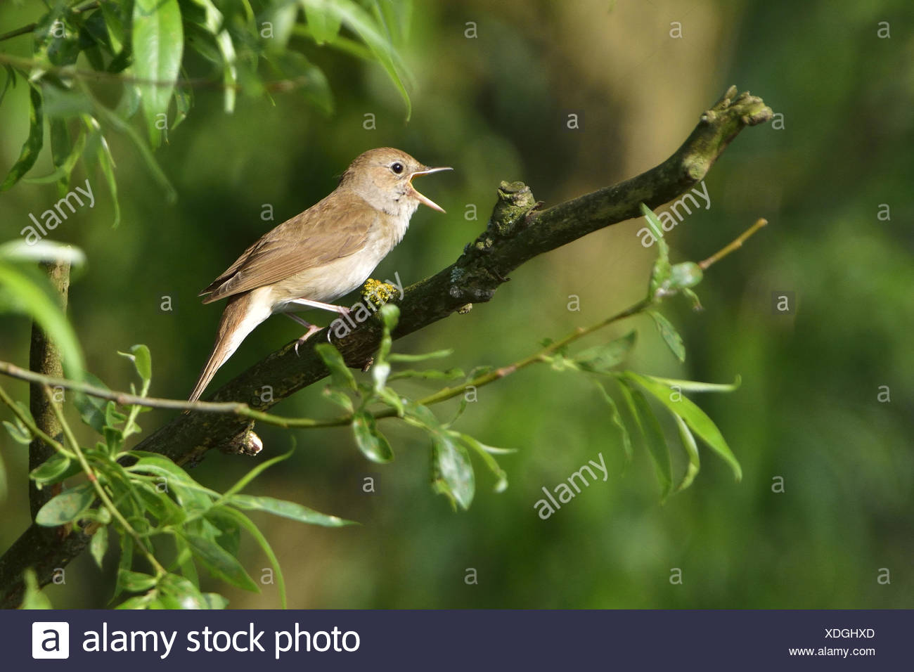 Nightingale Habitat High Resolution Stock Photography and Images - Alamy