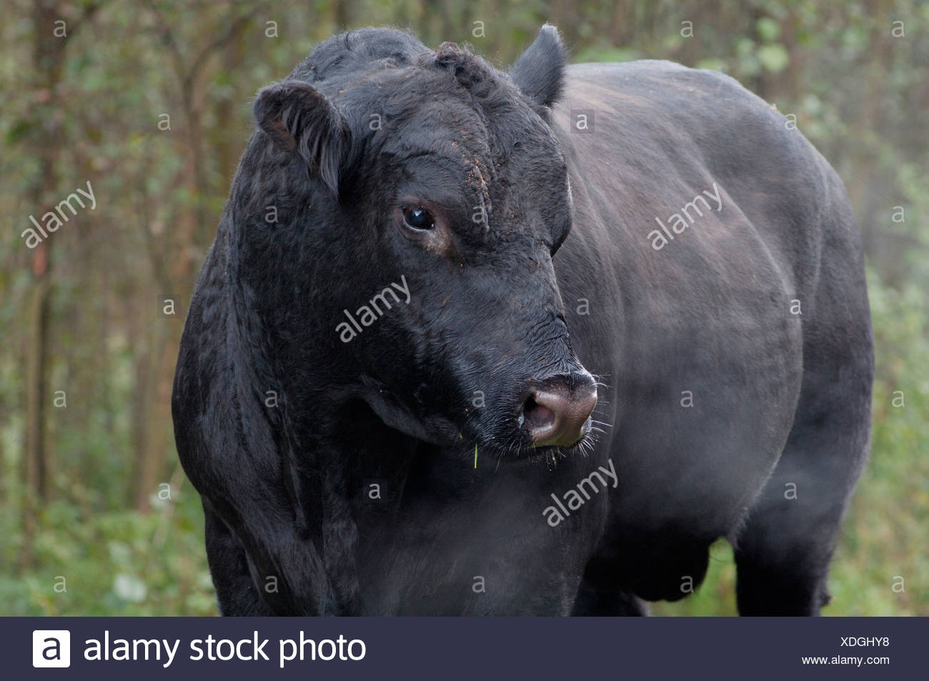 Angus The Bull High Resolution Stock Photography and Images - Alamy