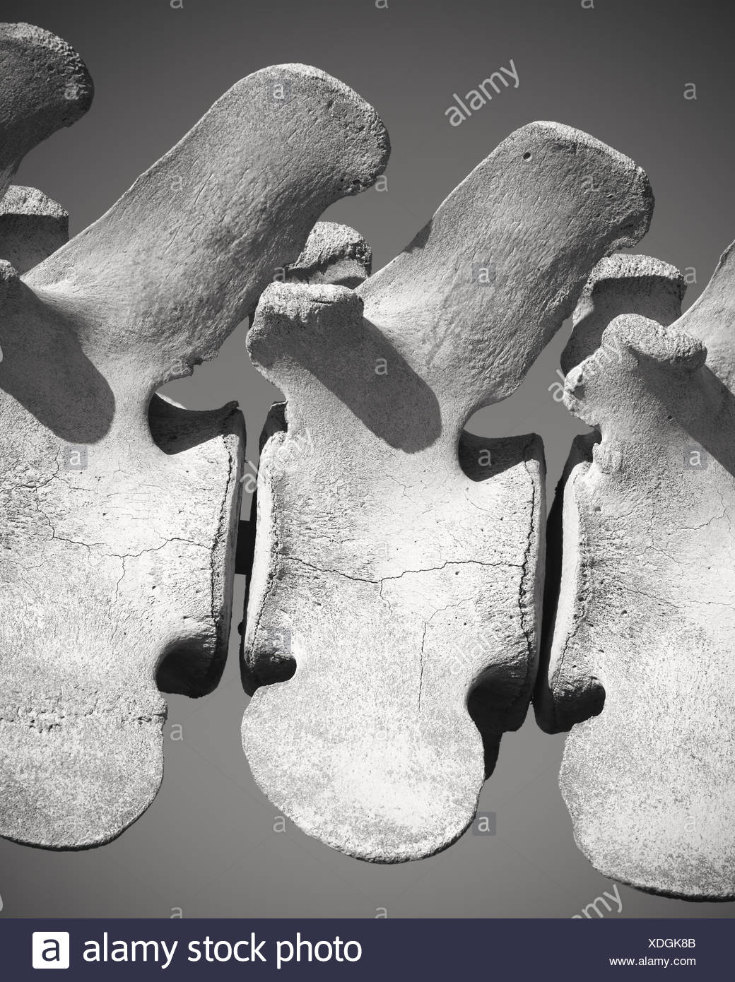 Bone Bones Close Up Stock Photos & Bone Bones Close Up Stock Images - Alamy