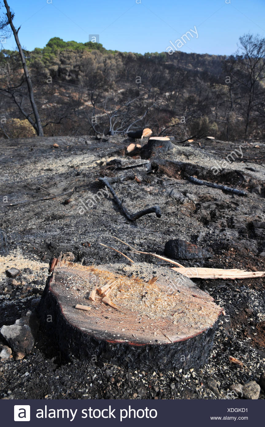 Forest Rangers High Resolution Stock Photography and Images - Alamy