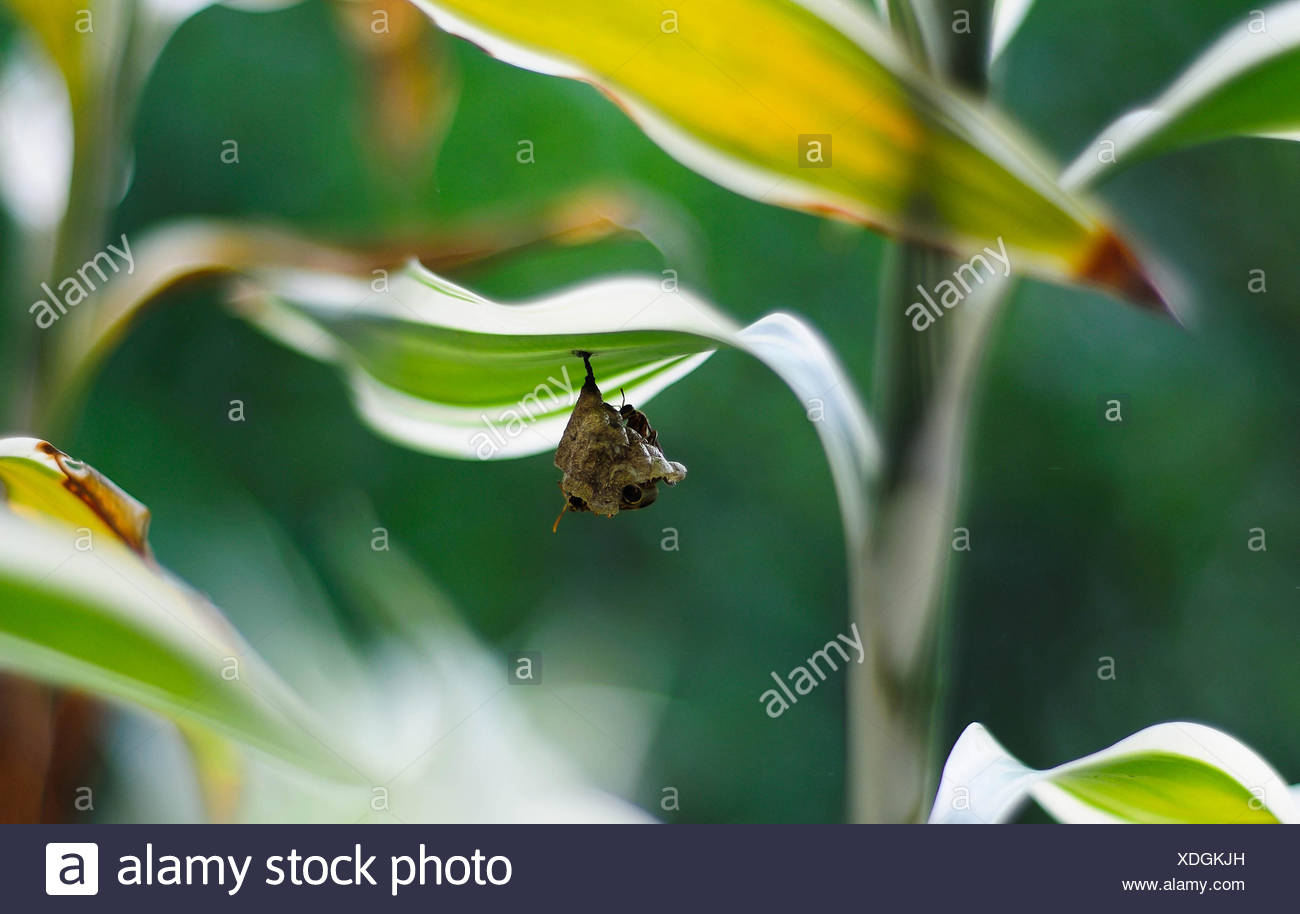 Green Chrysalis High Resolution Stock Photography and Images - Alamy
