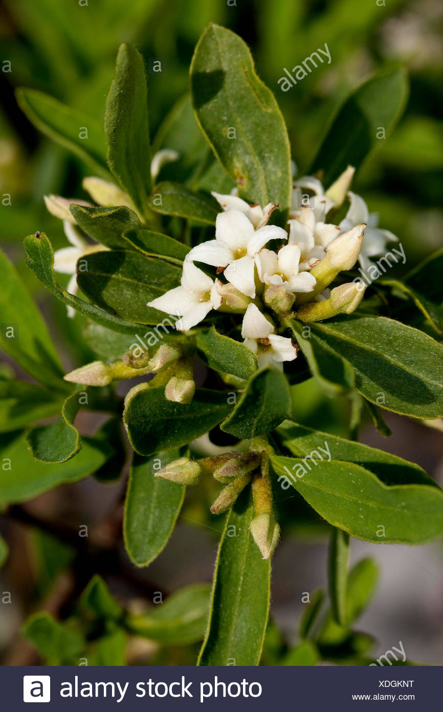 Alpine Daphne High Resolution Stock Photography and Images - Alamy