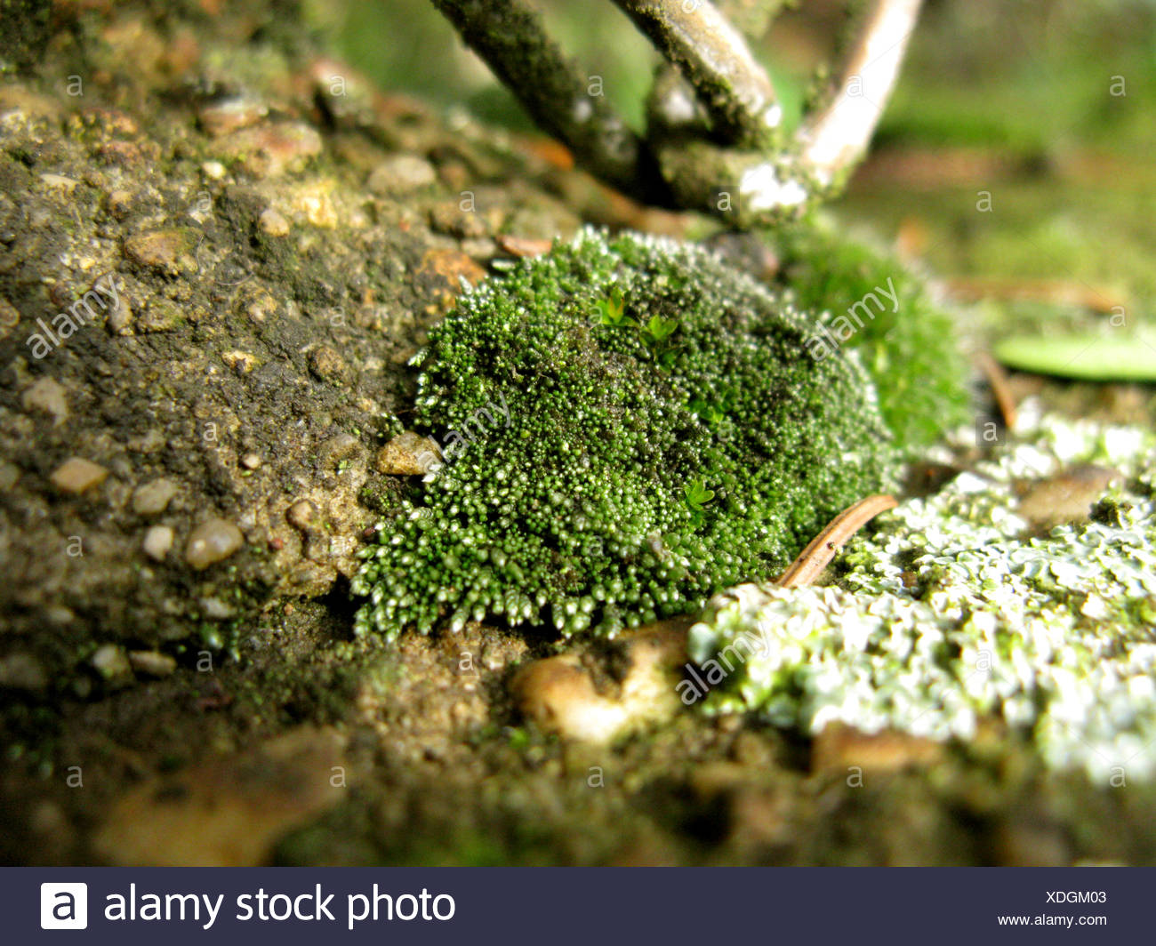 Bryum High Resolution Stock Photography and Images - Alamy