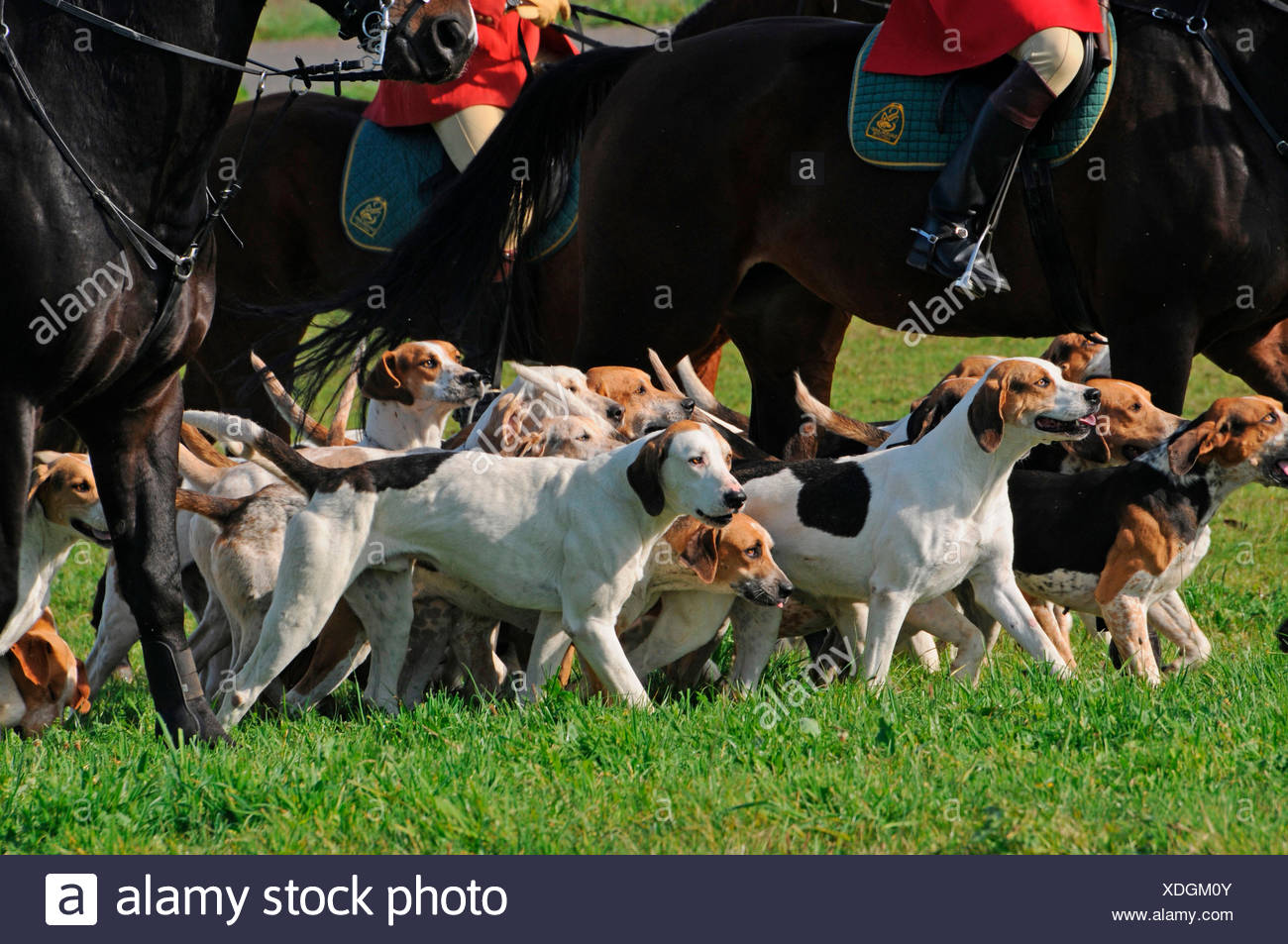 Master Of Foxhounds Stock Photos & Master Of Foxhounds Stock Images - Alamy