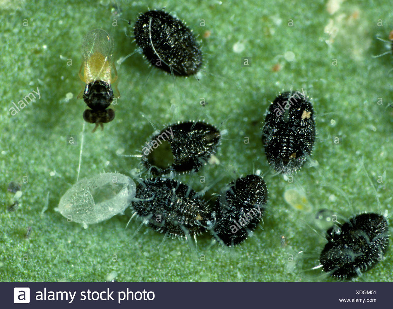 Encarsia Formosa High Resolution Stock Photography and Images - Alamy