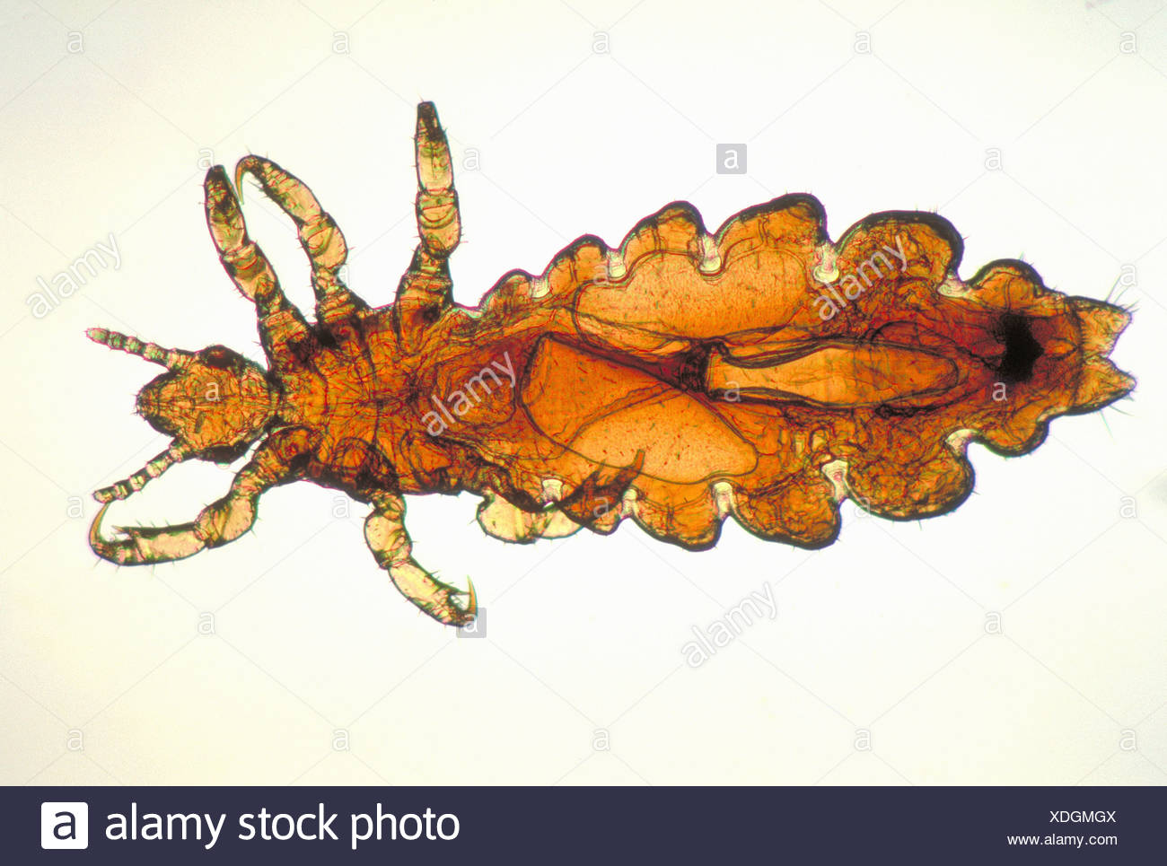 Ound Color High Resolution Stock Photography and Images - Alamy