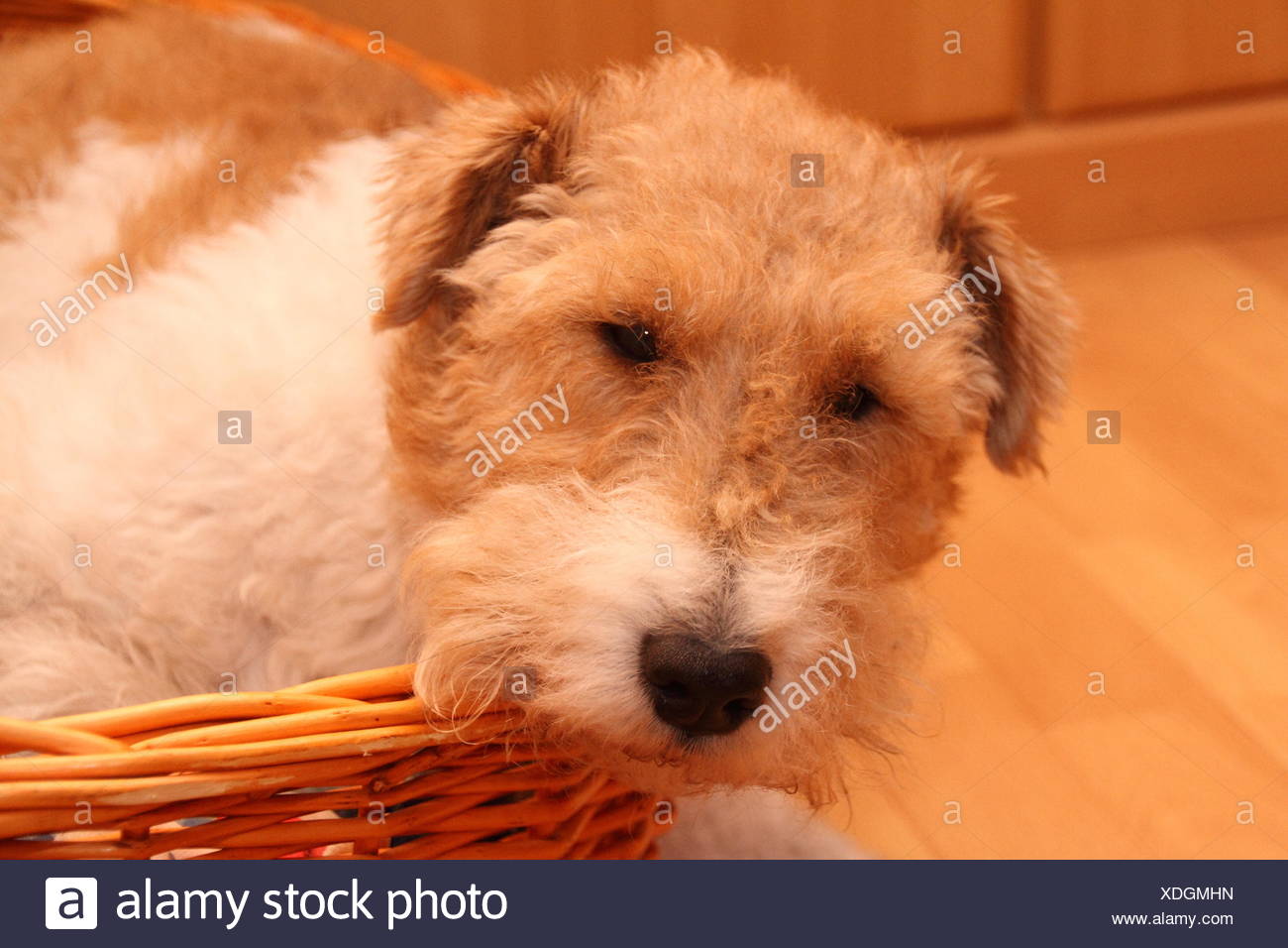 Foxterrier High Resolution Stock Photography and Images - Alamy