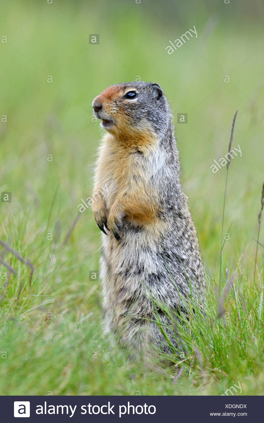 Ground Squirrel High Resolution Stock Photography and Images - Alamy
