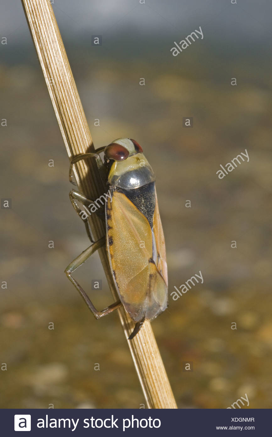 Water Boatmen Insect High Resolution Stock Photography and Images - Alamy