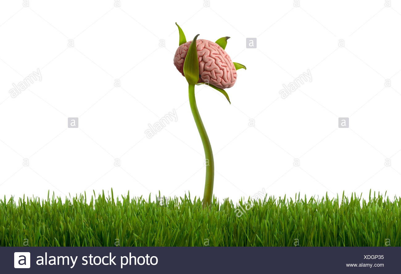 Brain Stem High Resolution Stock Photography and Images - Alamy