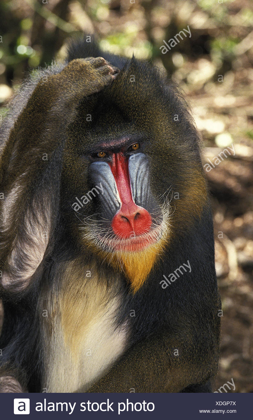 Male Mandrill Stock Photos & Male Mandrill Stock Images - Alamy