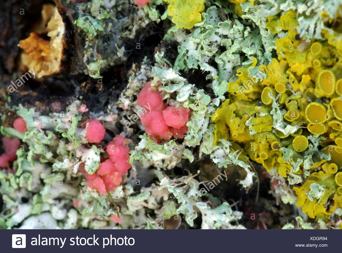 Types Of Fungi High Resolution Stock Photography and Images - Alamy