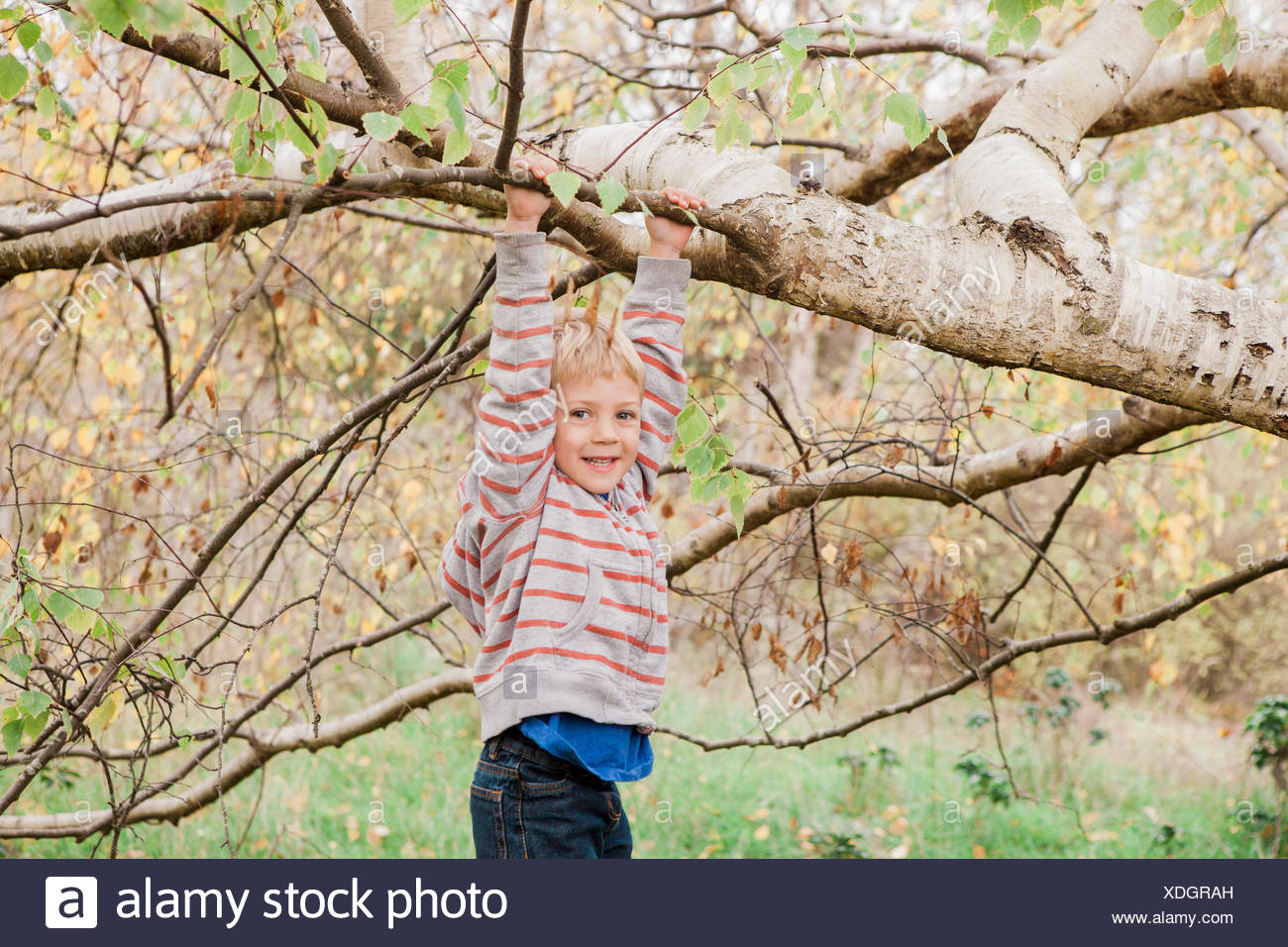 Boy Hanging From Branch Tree Stock Photos & Boy Hanging From Branch ...