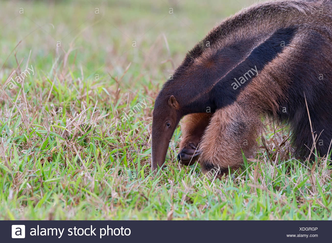 Images Of Brazil High Resolution Stock Photography and Images - Alamy