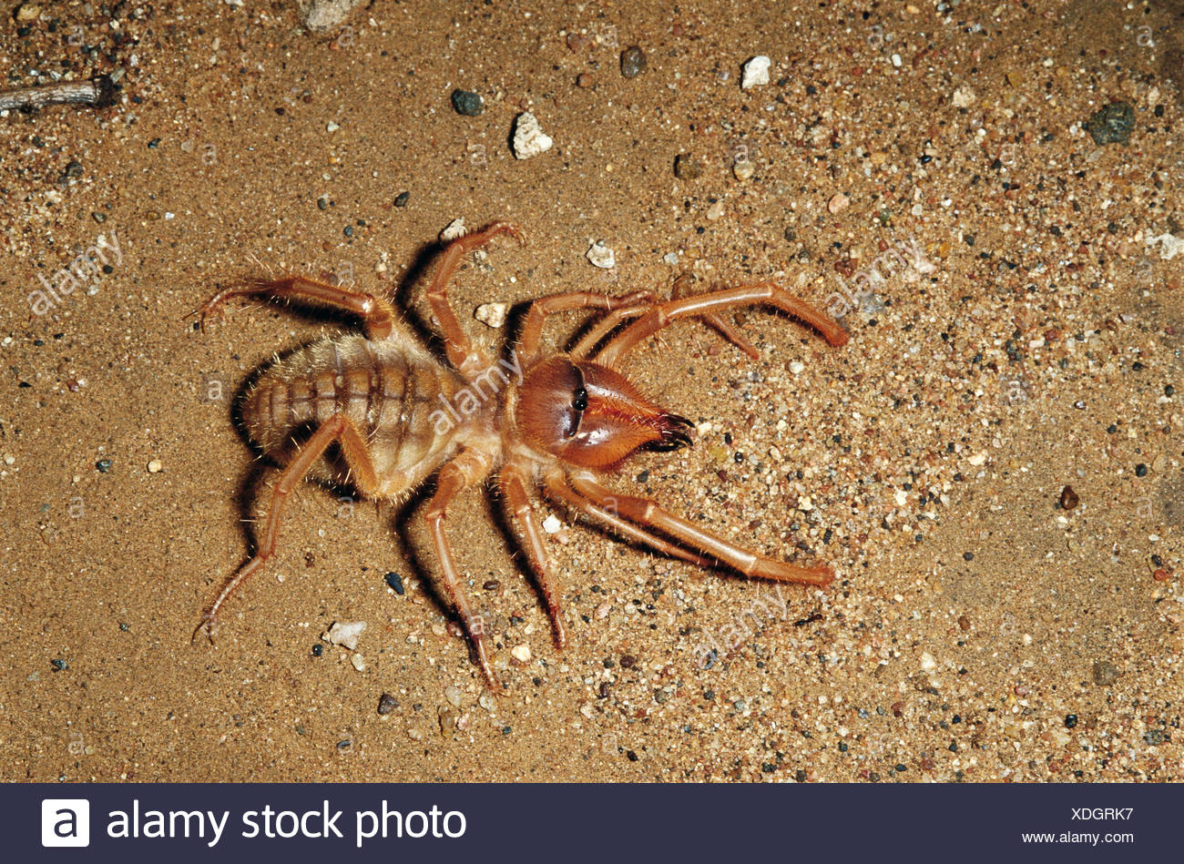 Solifugae High Resolution Stock Photography and Images - Alamy
