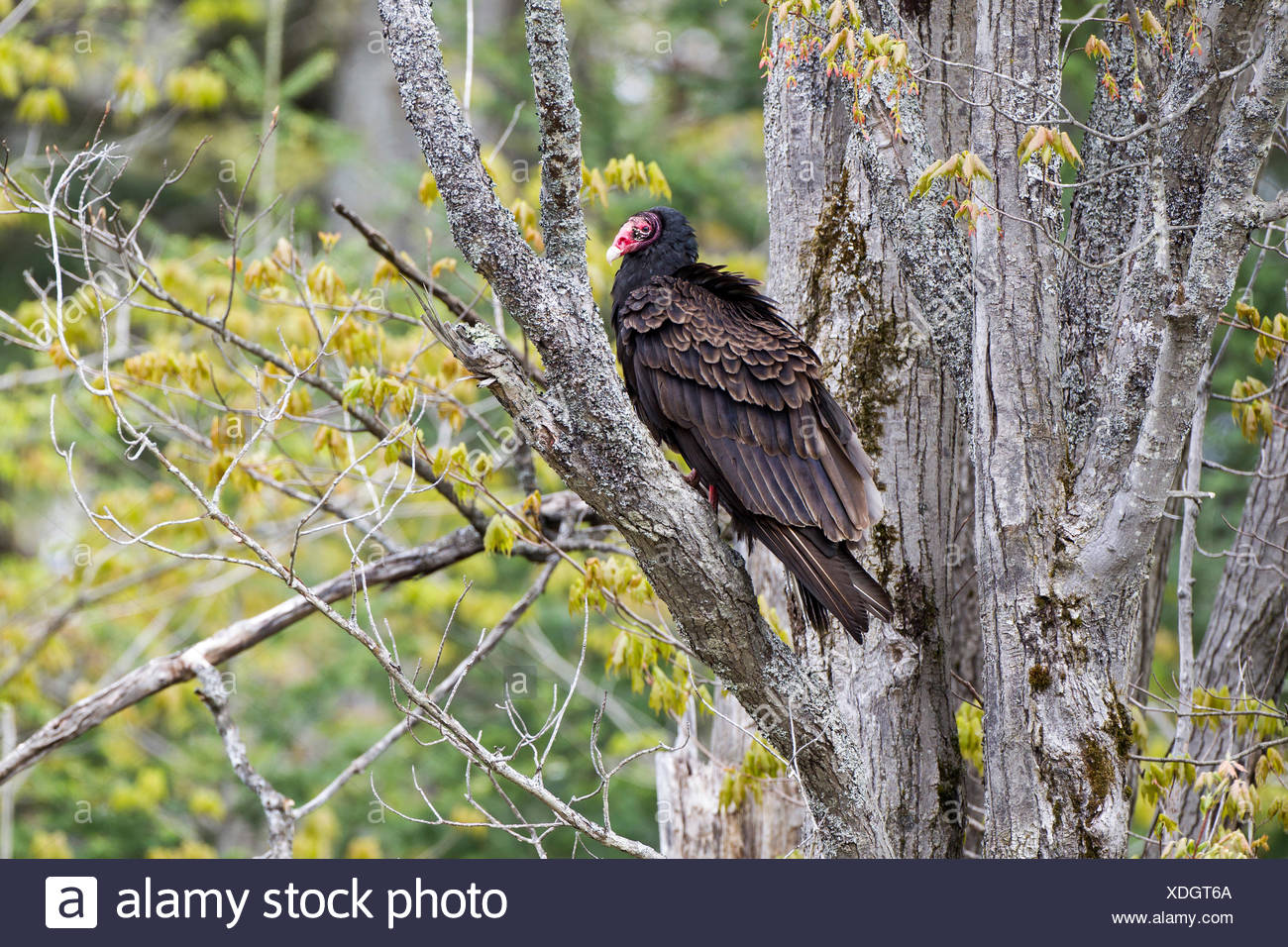 Wild Turkey Tree High Resolution Stock Photography and Images - Alamy