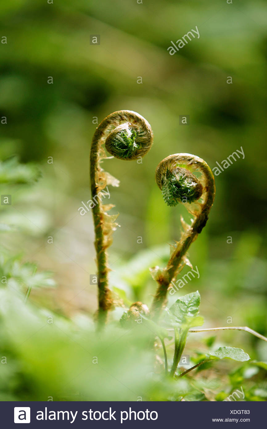 Rolled Up Ferns High Resolution Stock Photography and Images - Alamy